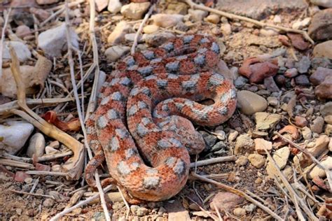 Cerastes Cerastes Vipera Boehme Gasperettii Vipère à Cornes