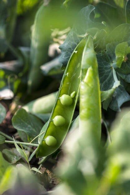 Premium Photo Peapod