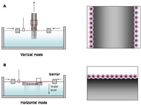 Schematic Representations Of Lb Vertical Deposition A And Ls Download Scientific Diagram
