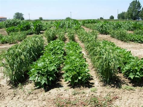 Vegetable Intercropping Plans Mixed Cropping Advantages