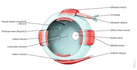 Eye Model Labeled Bing Images Eye Anatomy Muscle
