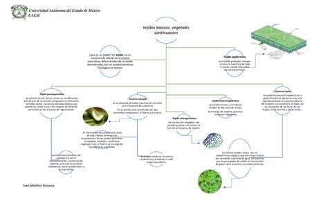 Mapa Conceptual De Tejidos Vegetales Ivan Melchor Fonseca Tejidos