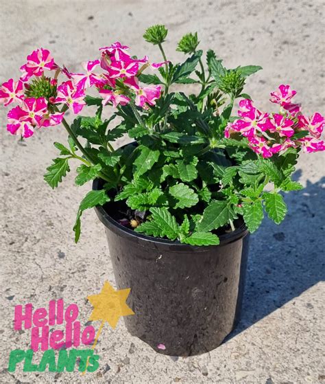 Verbena Candy Stripe Pink Hello Hello Plants