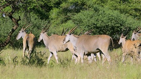 Eland Comprendre Ce Fascinant Mammifère Africain Et Son Habitat
