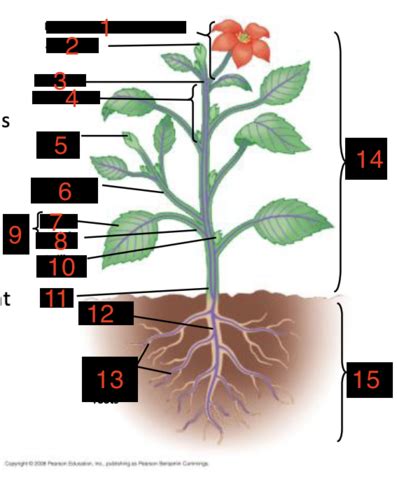 Chapter 10 Plant Structures Flashcards Quizlet