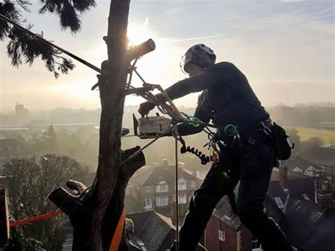 Tree Pruning Services Driffield Tree Walker Arborists Ltd