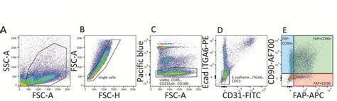 Facs Gating Strategy For Human Dermal Fibroblast Subpopulations A E