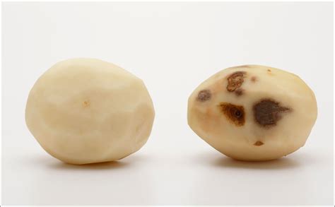 Second Generation Innate® Potatoes Receive Approval In Canada Potatopro
