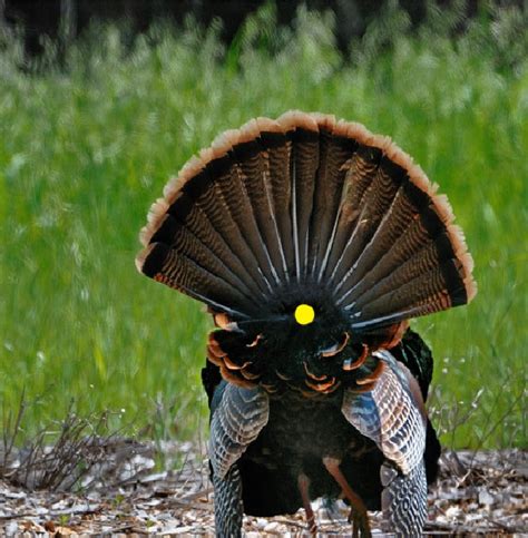 Full Draw Outdoor Productions Blog Wild Turkey Shot Placement Archery