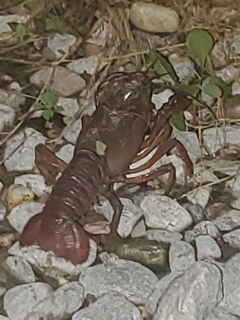 Found Crayfish Near Hole In Yard Wandered Away And A Spider Took Over