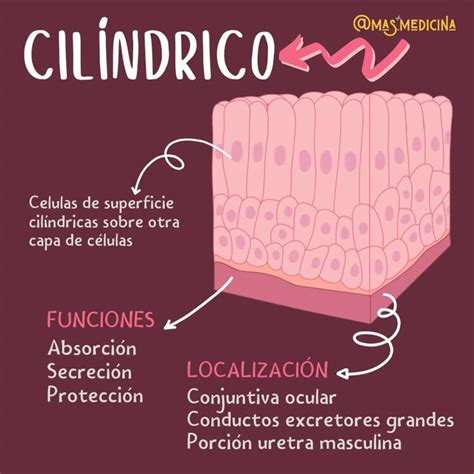 Epitelio Estratificado CilÍndrico Anatomía Médica Libros De