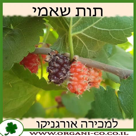 עץ תות שאמי 25 ליטר למכירה מחיר אורגניקו
