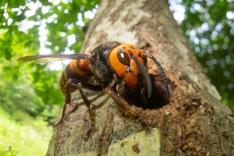 Numlock Sunday Hannah Weinberger On Giant Hornets