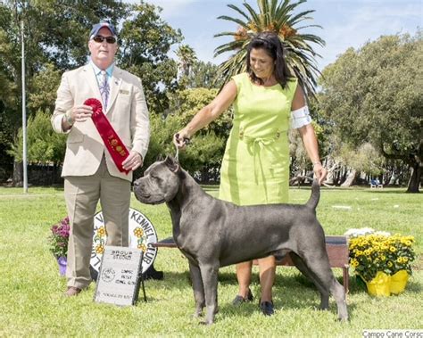 What Is The Biggest Cane Corso On Record