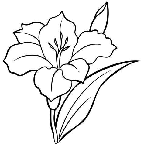 Gladiolus Flower Line Drawing