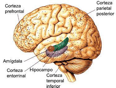 Pin En Anatomía Y Fisiología