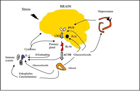 Schematic Representation Of The Hypothalamic Pituitary Adrenal Axis And