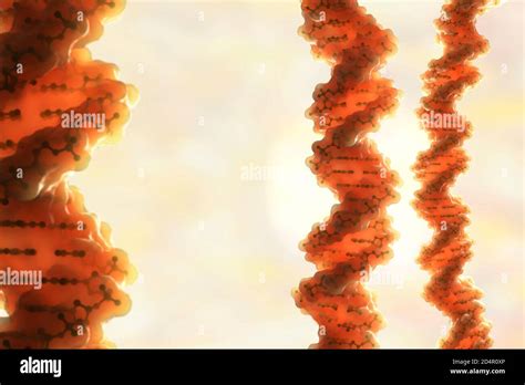Dna Chains Scientifically Correct Representation Of The Dna Molecule Long Chains Of Dna Dna Chains Scientifically Correct Representation Of The Dna Molecule Long Chains Of Dna