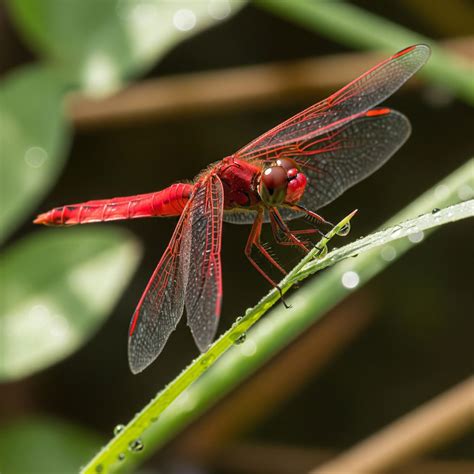 15 Spiritual Meanings Of The Red Dragonfly Wisdom Of The Spirit