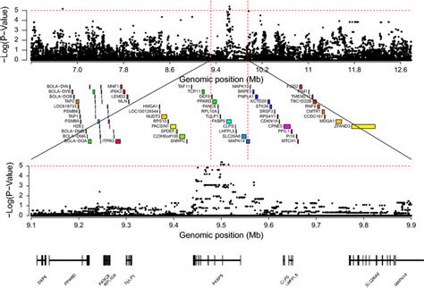 Manhattan Plot Of Associations Between Snps And Btb Susceptibility Download Scientific Diagram