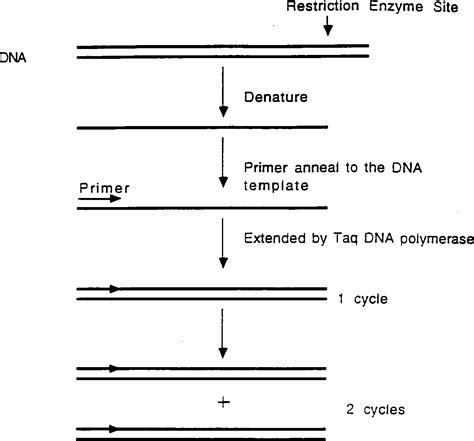 Table 1 From The Use Of The Linear Amplification Method To Detect Dna