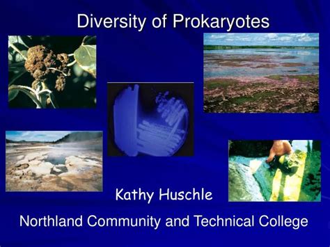Ppt Diversity Of Prokaryotes Powerpoint Presentation Free Download