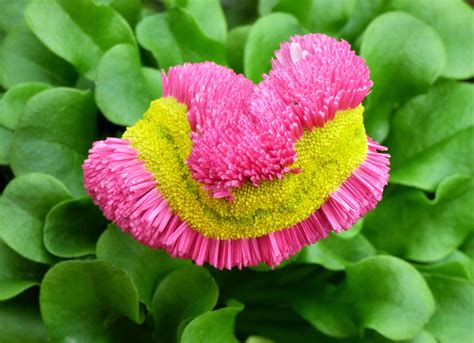 Real Plant Mutations Rhaphidophora Testasperma We Cut Until Got Some