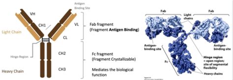 Immunoglobuliner B Cell Maturation And Activation Flashcards Quizlet