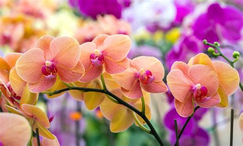 Orchids In Bloom At Geraldine Raposo Blog