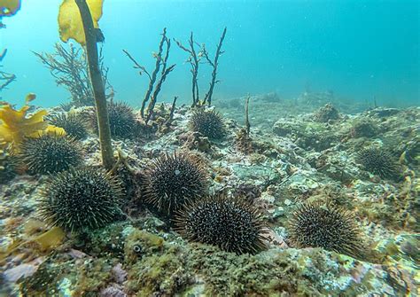 Kina Choking Northland Reefs Expert Reaction Science Media Centre
