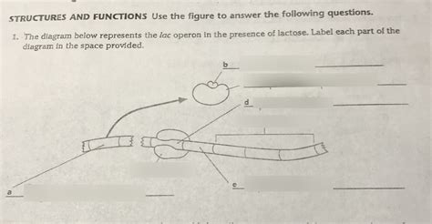 Lac Operon Diagram Diagram Quizlet Lac Operon Diagram Diagram Quizlet