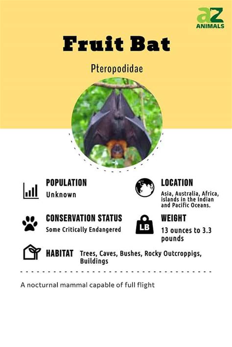 Fruit Bat A Z Animals