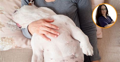“no Le Des Arroz A Tu Perro Si Está Malo De La Tripa” Una Veterinaria
