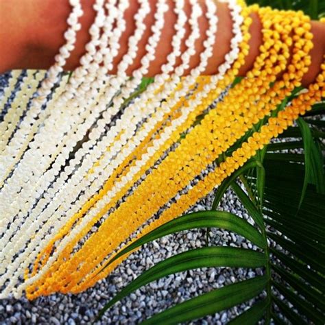 Tavpacific On Instagram Ei Pupu Shell Necklaces Mangaia