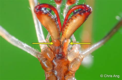 Endite Asian Society Of Arachnology