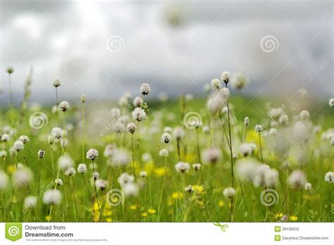 Scenic View Of Blooming Flowers In A Meadow