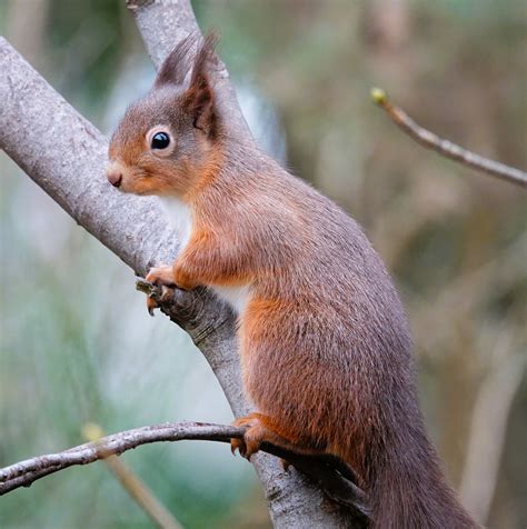 Red Squirrel Ian Jackson Flickr