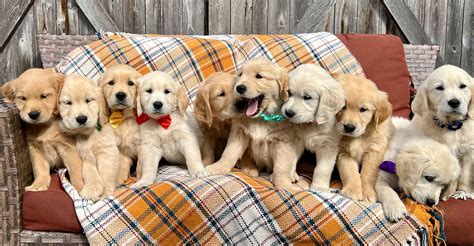 Golden Retriever Puppies For Sale In New York