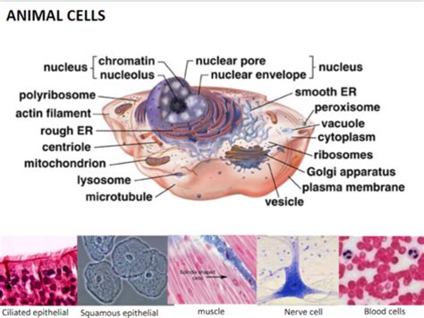 Bio Week 7 Flashcards Quizlet