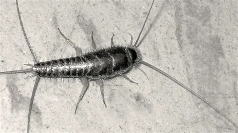 Are Silverfish Harmful Ultimate Guide Healthy Lifestyle Tips And