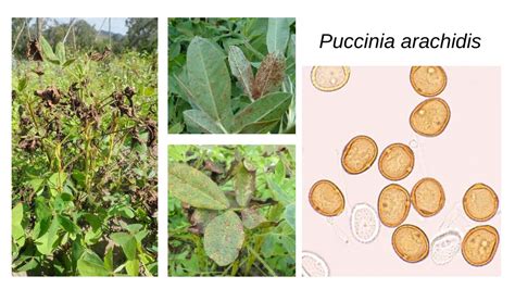 British Society For Plant Pathology On Linkedin Newdiseasereports