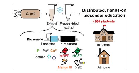 At Home Cell Free Synthetic Biology Education Modules For