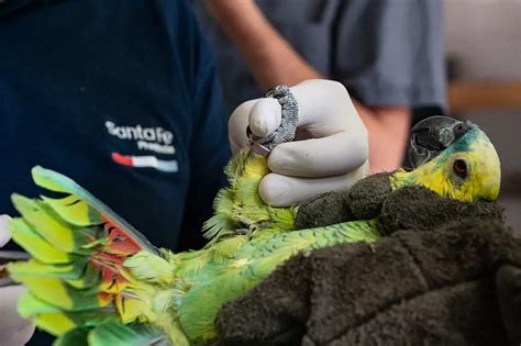 Córdoba Y Santa Fe Trabajan En La Conservación De Loros