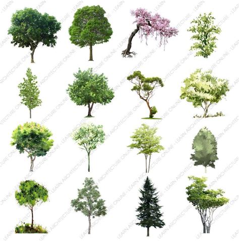 40 Tree Elevation Cutouts Architectural Trees Cutout Elevation Drawing