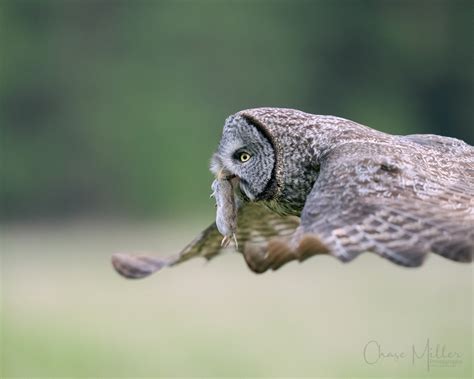 Great Gray Owl Flying