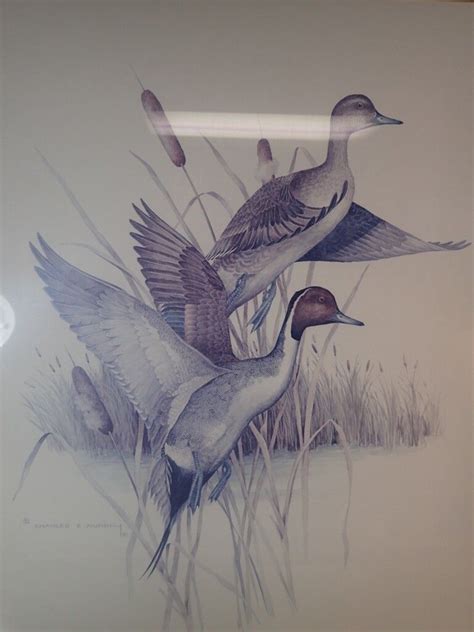 Vintage 1980 Charles E Murphy Pair Of Pintail Ducks Print Lithograph 25x21 4663166039