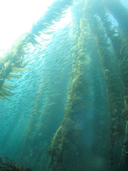 What Is Missing Open Ocean Seaweed Farming In The Pacific