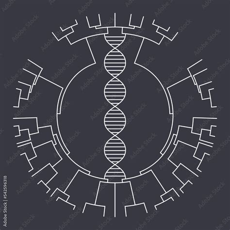 Phylogenetic Tree Science Vector Illustration Graphic Design Stock