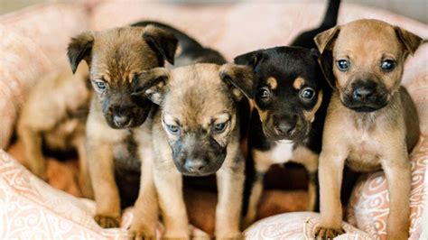 Houston Spca Adoption Center Reopens With Convenient New Ways To Find A