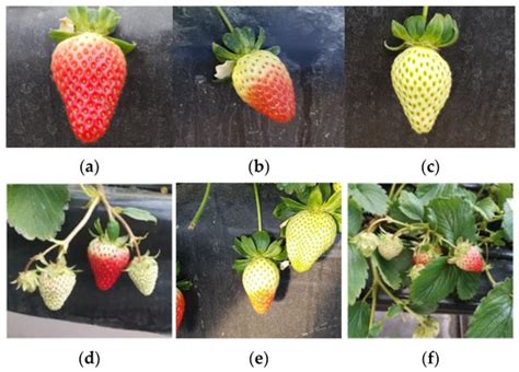 Determining Strawberries Varying Maturity Levels By Utilizing Image Segmentation Methods Of